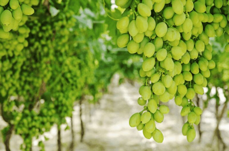 Apulia: Guided Vineyard Tour with Wine Tasting - Value and Practicality