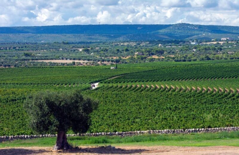 Apulia: Guided Vineyard Tour with Wine Tasting - Final Thoughts