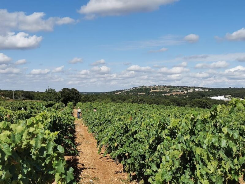 Apulia: Guided Wine Tasting with Local Appetizers - Why It Offers Good Value