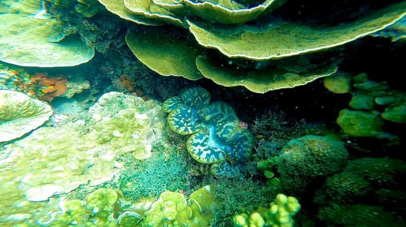 Aquascene Circumnavigation Magnetic Island Tour - Group Size and Duration