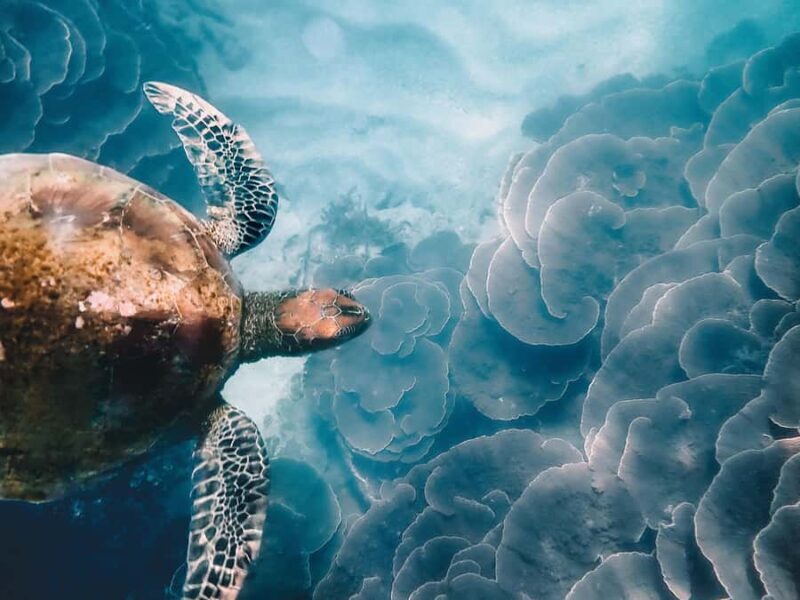 Aquascene Circumnavigation Magnetic Island Tour - Why This Tour Is a Great Choice