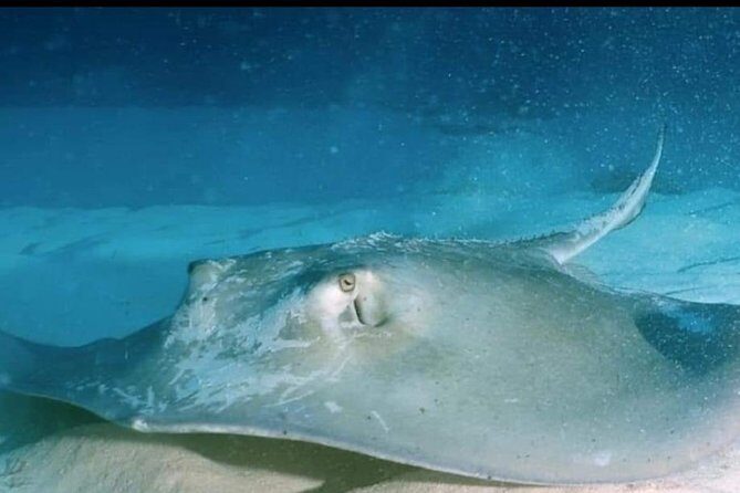 Aquatic Wonderland: Discover Meso's Magic" - The Sum Up