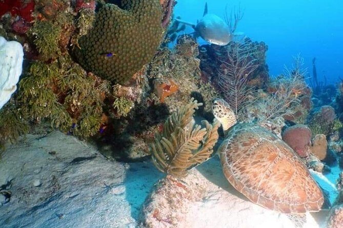 Aquatic Wonderland: Discover Meso's Magic" - FAQs