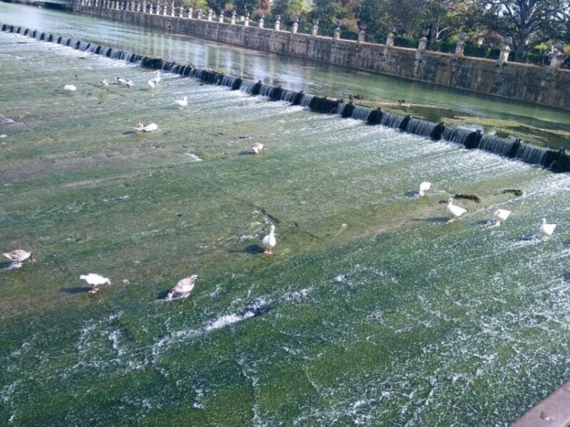Aranjuez: City and Gardens Guided Walking Tour - Practical Tips for Visitors  