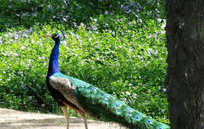 Aranjuez: Garden of The Prince Entry Ticket and Guided Tour - An In-Depth Look at the Garden of The Prince Tour Experience