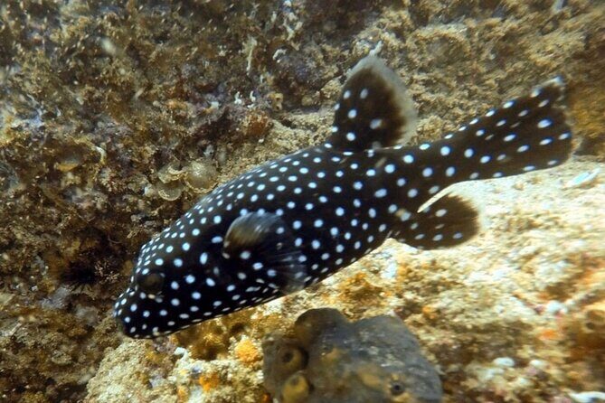 Arch Boat Tour and Snorkeling at Pelican Rock - What to Expect from the Tour