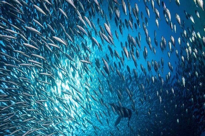 Arch Boat Tour and Snorkeling at Pelican Rock - FAQs