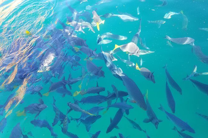 Arch Tour with Amazing Captain in Cabo San Lucas - A Deep Dive into the Experience