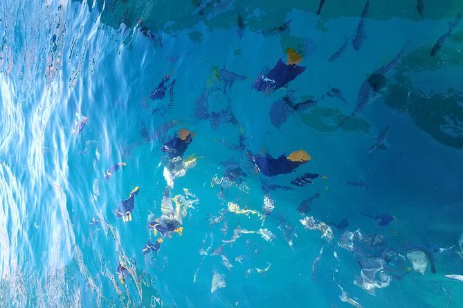 Arch Tour with Amazing Captain in Cabo San Lucas - Who Might Want More?