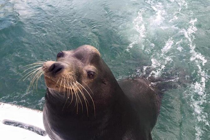 Arch Tour with Amazing Captain in Cabo San Lucas - FAQ