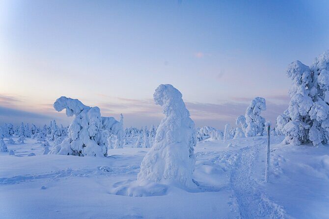 Arctic Adventure through Magical Frozen Forests of Riisitunturi - What Makes This Tour Special