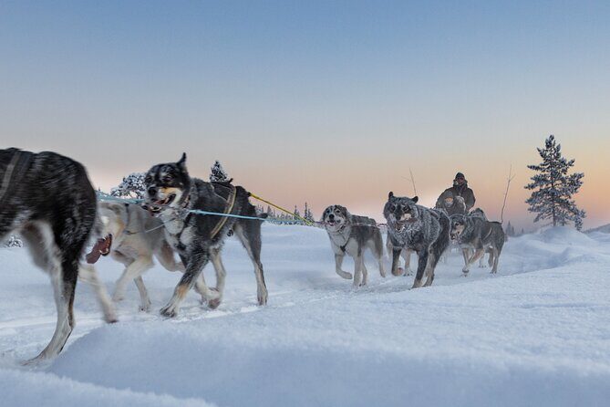 Arctic Afternoon Eco Experience (14:00-17:00- driving the sled) - The Sum Up