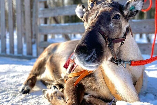 Arctic Animals Adventure with Lunch Buffet - What Makes This Tour Stand Out?  