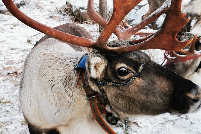 Arctic Animals Adventure with Lunch Buffet - Final Thoughts: Who Is This Tour For?  