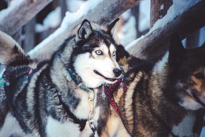 Arctic Animals Combo Safari, Reindeer and Husky Adventure - Who is This Tour Perfect For?