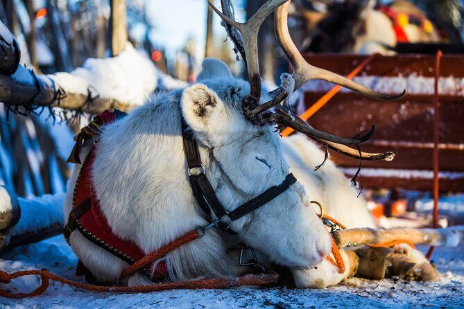 Arctic Animals Combo Safari, Reindeer and Husky Adventure - Frequently Asked Questions