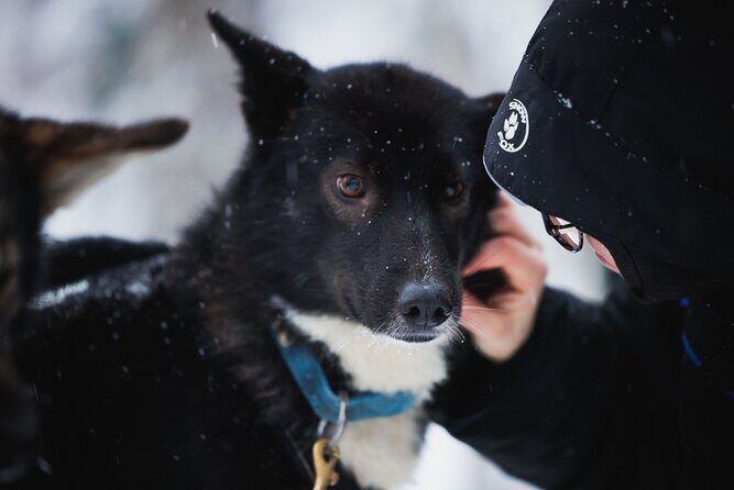 Arctic Circle Highlights Family Day - Frequently Asked Questions (FAQs)