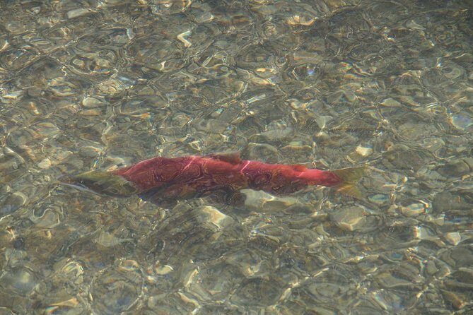 Arctic Day: Kluane National Park Tour | full day - FAQs