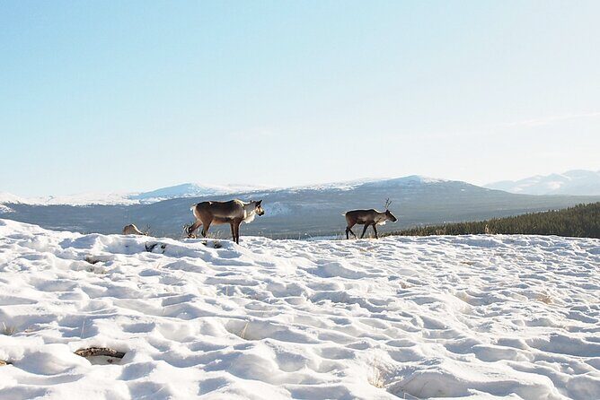 Arctic Day: Yukon Wildlife Half Day Viewing Tour - What to Expect from the Tour Itinerary