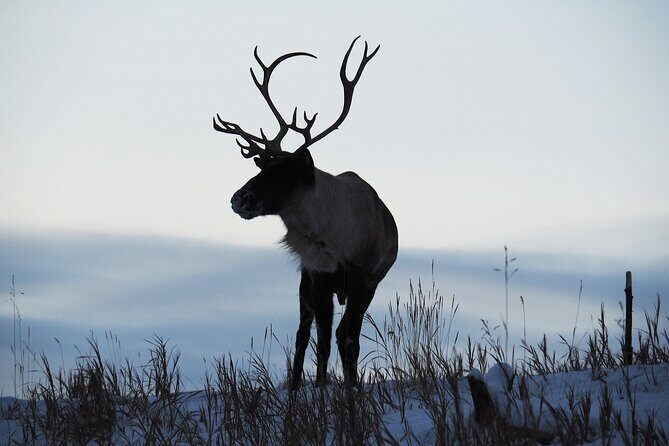 Arctic Day: Yukon Wildlife Half Day Viewing Tour - The Sum Up