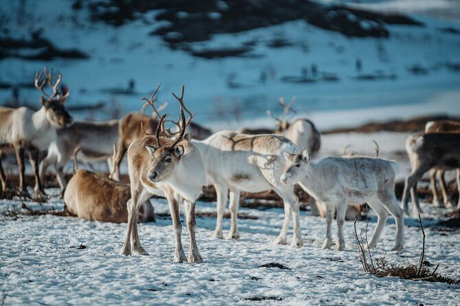 Arctic Fjords and Reindeer Experience  Small group tour - FAQs