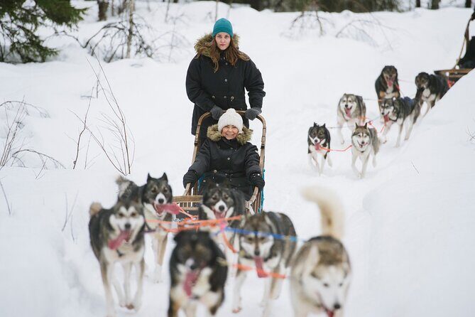 Arctic Husky Adventure in Rovaniemi - Key Points