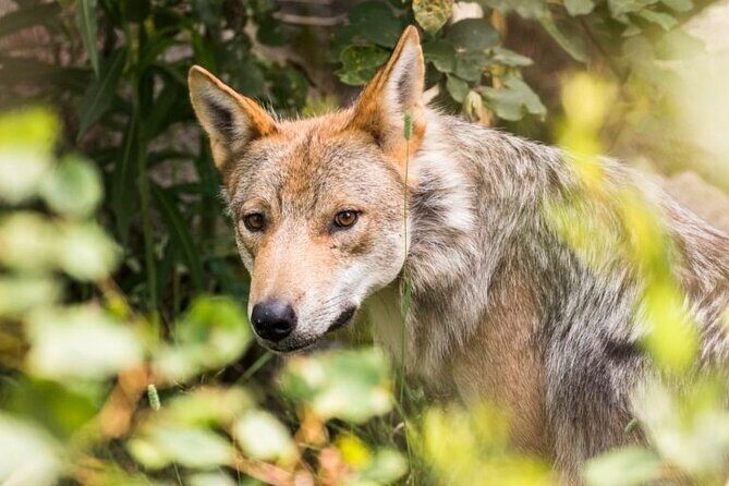 Arctic Polar Bear Adventure with Lunch in Rovaniemi! - Is It Worth the Price?