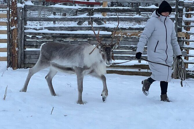 Arctic Reindeer Farm Experience with Snowshoeing in the Wild - A Deep Dive into the Arctic Reindeer Farm & Snowshoeing Experience