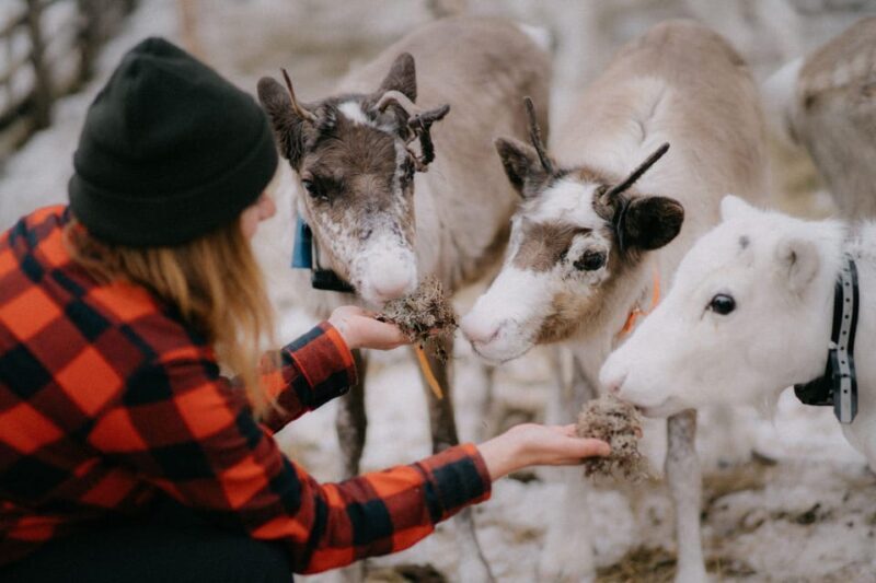 Arctic Reindeer Farm Experience with Snowshoeing in the Wild - Cozy Cabin and Campfire Treats