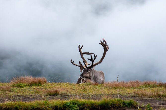 Arctic Wildlife and Fjord Sightseeing - FAQs