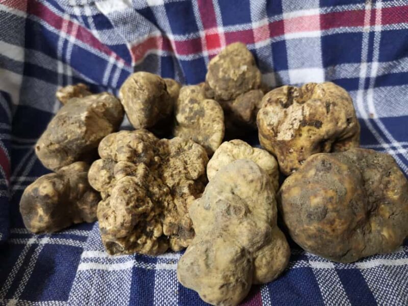 Arezzo: truffle hunting, tasting, and a cooking class with truffles. - The Itinerary and What Makes It Special