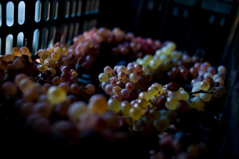 Arezzo: Val di Chiana Wine Tasting Experience - An In-Depth Look at the Val di Chiana Wine Tasting Experience