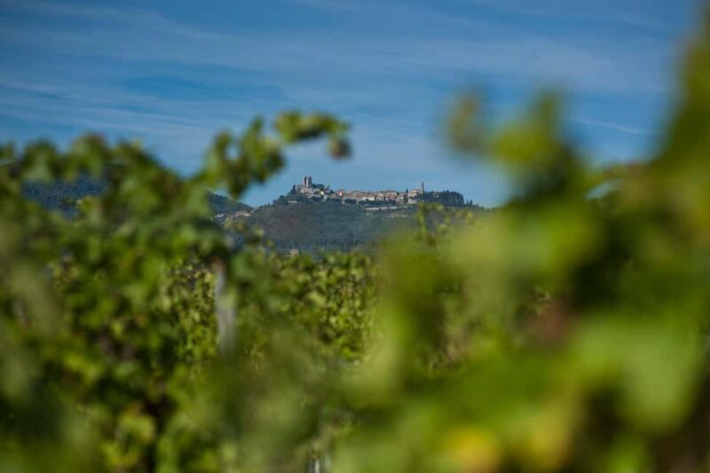 Arezzo: Val di Chiana Wine Tasting Experience - The Sum Up