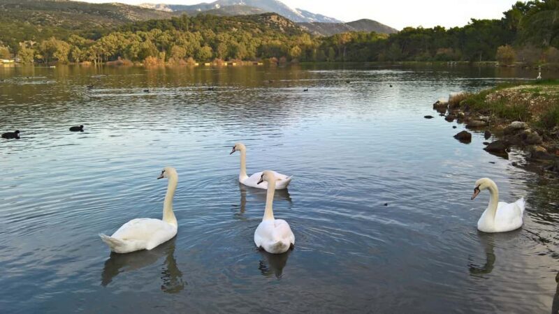 Argostoli & Beyond: Culture, Villages, Olive Oil & Honey - Who Will Thrive on This Tour?