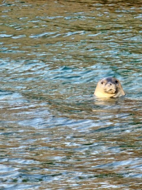 Argostoli: Full-Day Traditional Boat Cruise with Lunch - Key Points