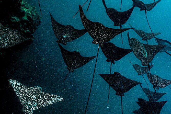 Ariki Adventures: Premium Sea Scooter Turtle Adventure - Key Points