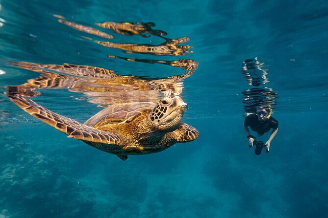 Ariki Adventures: Premium Sea Scooter Turtle Adventure - What to Expect: The Itinerary Breakdown