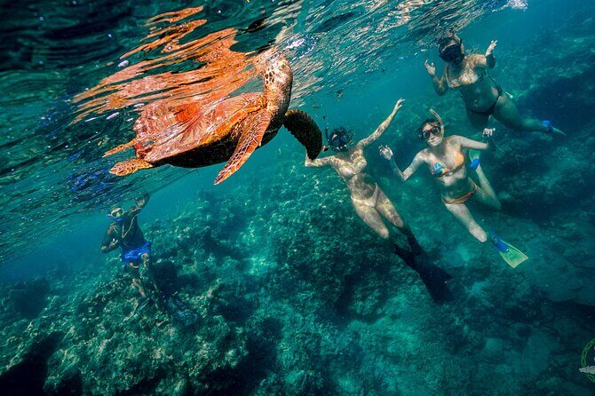 Ariki Adventures: Premium Sea Scooter Turtle Adventure - For Whom Is This Tour Best?