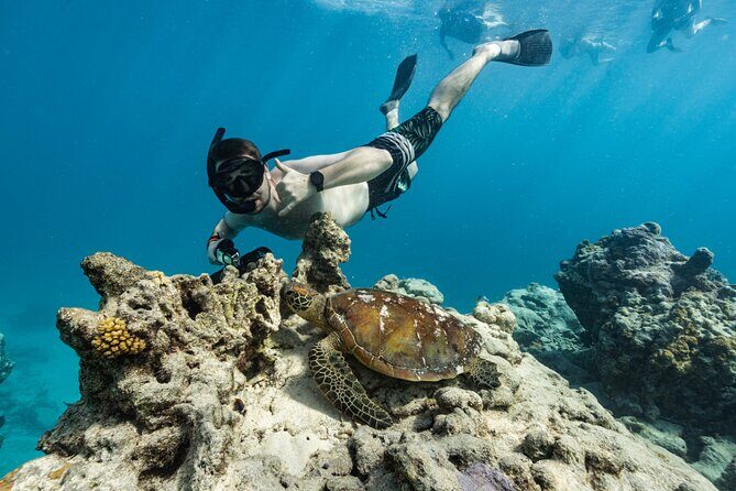 Ariki Adventures: Premium Sea Scooter Turtle Adventure - Final Thoughts