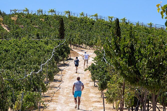 ARISMARI  Vineyard Tour & Wine Tasting - Exploring the ARISMARI Vineyard Tour & Wine Tasting: A Genuine Crete Experience