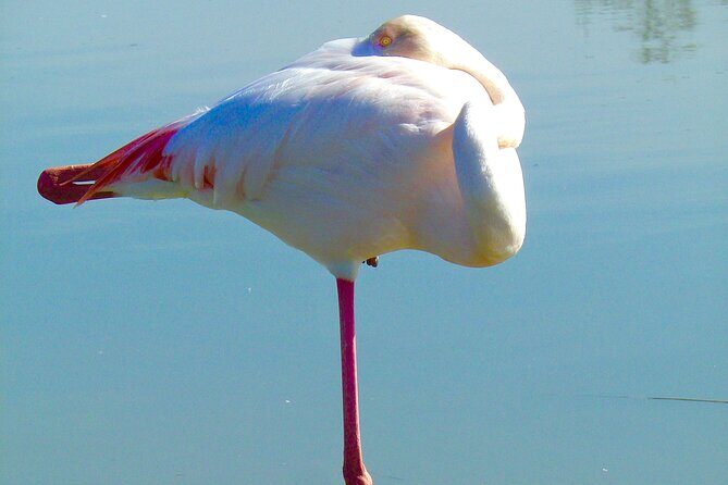Arles and Camargue Full-Day Tour including Aigues Mortes - The Camargue: Wild Horses and Pink Flamingos  