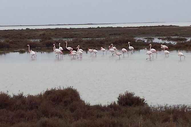 Arles and Camargue Full-Day Tour including Aigues Mortes - Ornithological Park: Flamingos and Birdwatching  