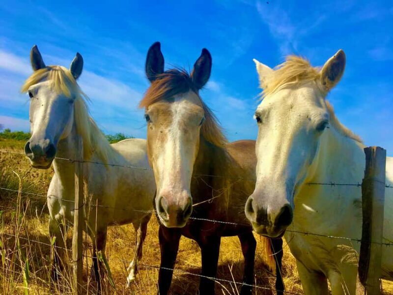 Arles & Camargue Natural Park (including Aigues Mortes) - Practical Considerations and Value