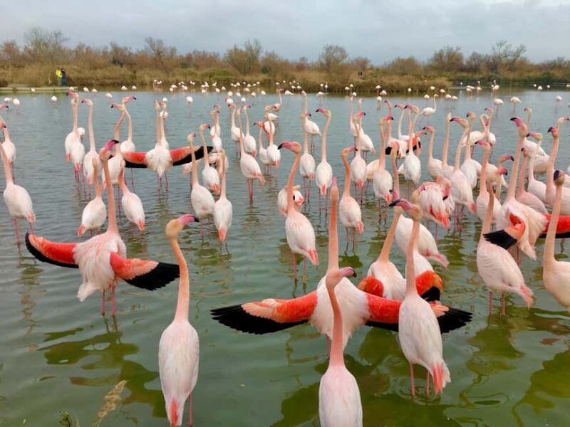 Arles & Camargue Natural Park (including Aigues Mortes) - FAQs