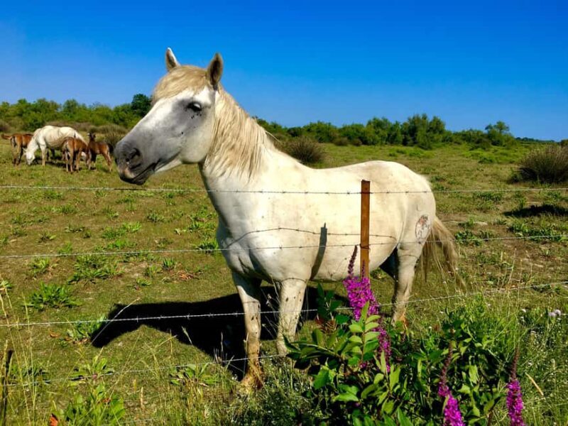 Arles & Camargue Natural Park (including Aigues Mortes) - Final thoughts