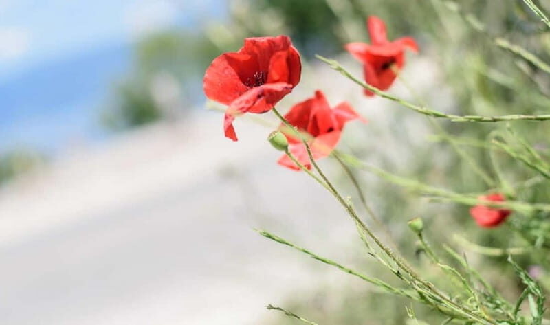 Around the lake Albania from Ohrid. - Key Points