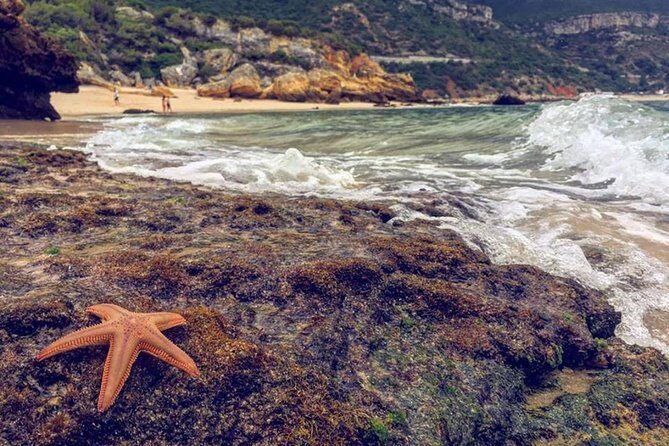 Arrabida Safari  Europe's Most Beautiful Beach & Hidden Gems - An In-Depth Look at the Tour Experience