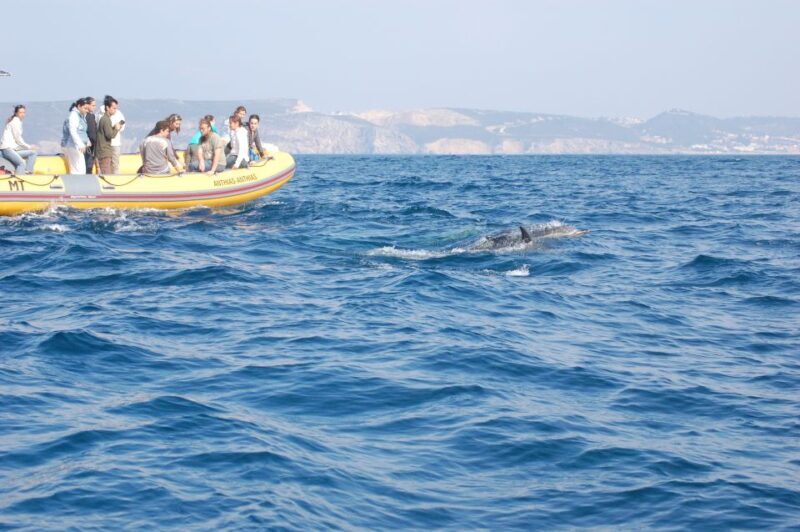 Arrábida - Sesimbra: Dolphin Watching - Key Points