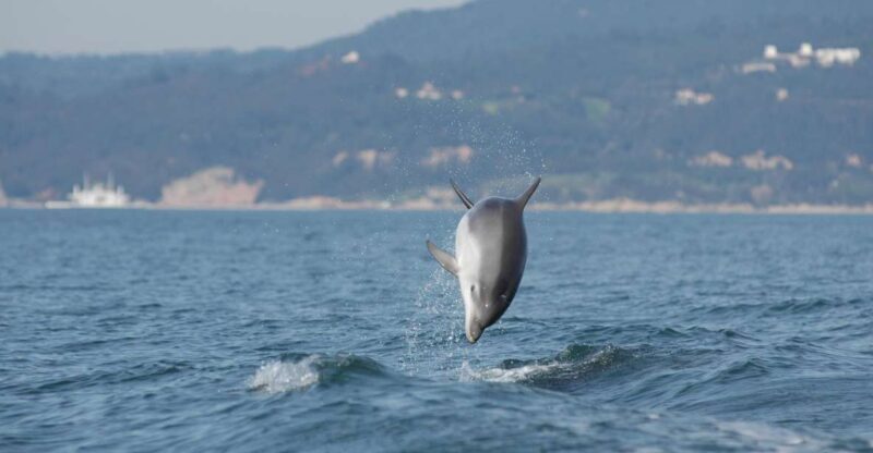 Arrábida - Sesimbra: Dolphin Watching - Who Will Enjoy This Tour?