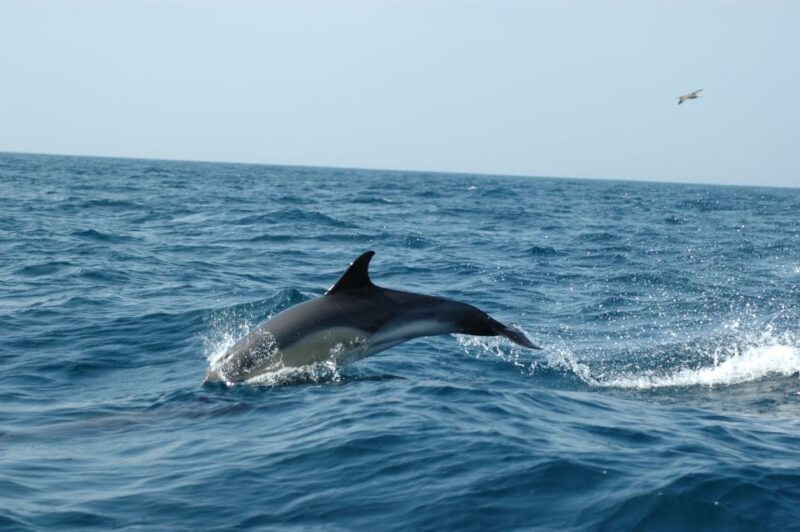 Arrábida - Sesimbra: Dolphin Watching - FAQ